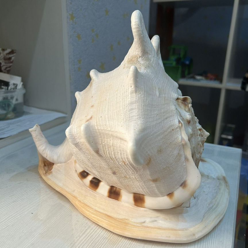 Ракушка морская