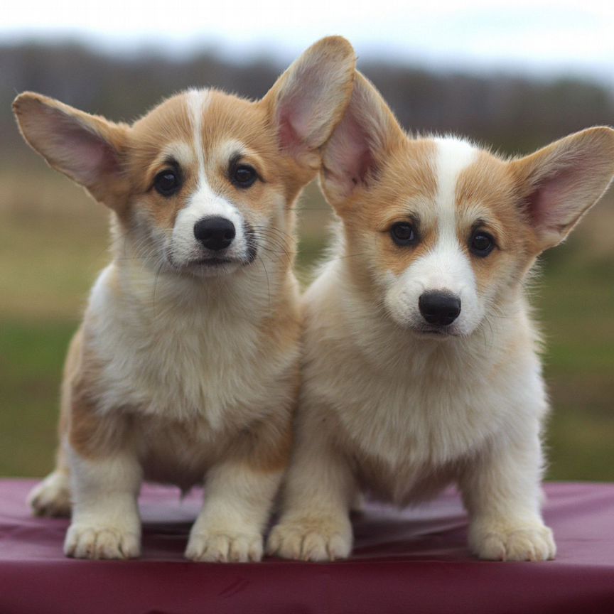 Вельш Корги Пемброк, щенок