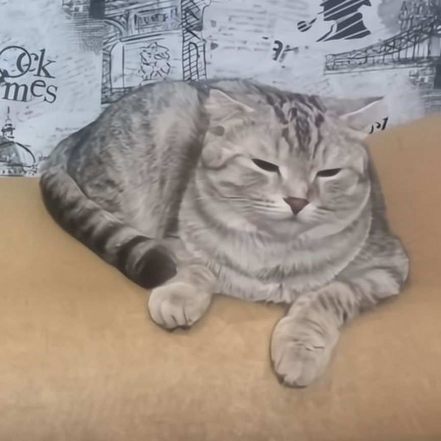 Британская короткошёрстная, взрослая кошка