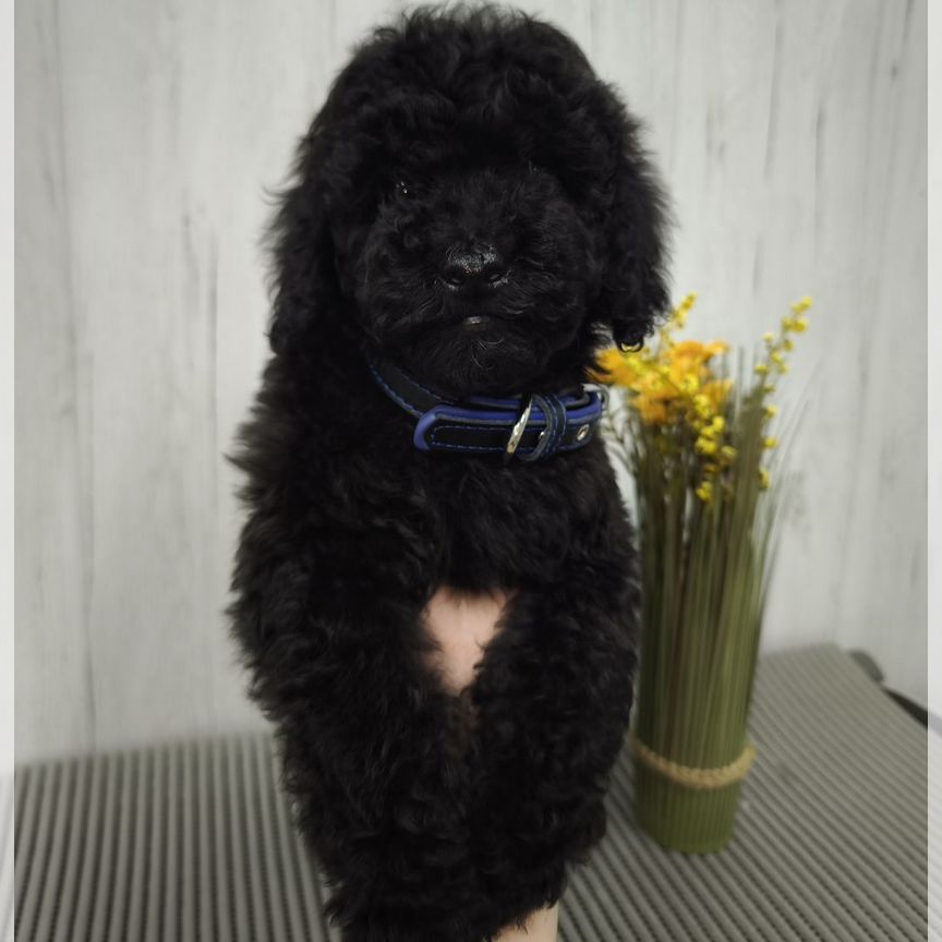 Карликовый пудель, щенок