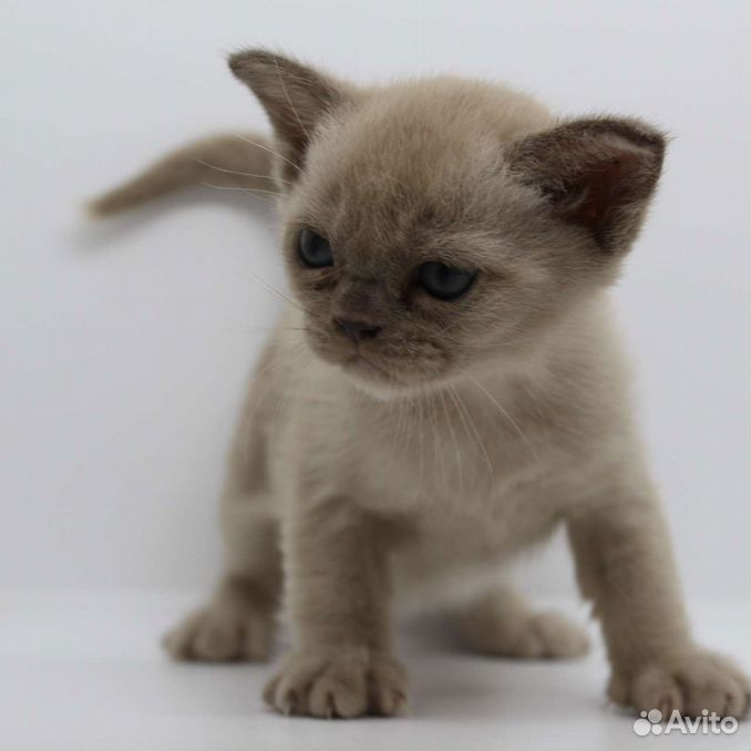 Бурманская шоколадка