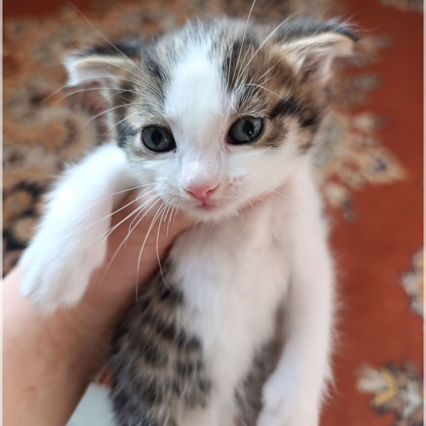 Шотландский вислоухий короткошёрстный котёнок