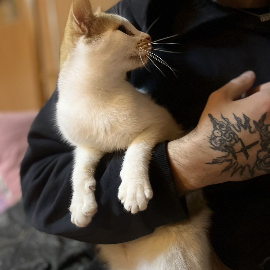 Рыжая кошечка ищет дом