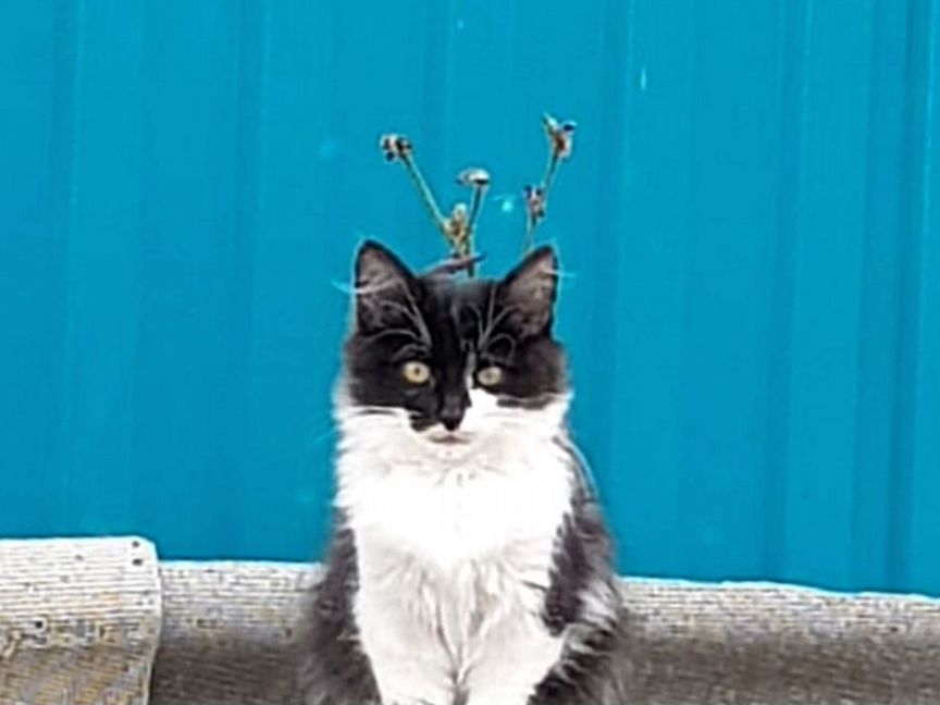 Котёнок, котик