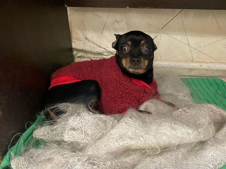 Арчи 8 лет кастрирован