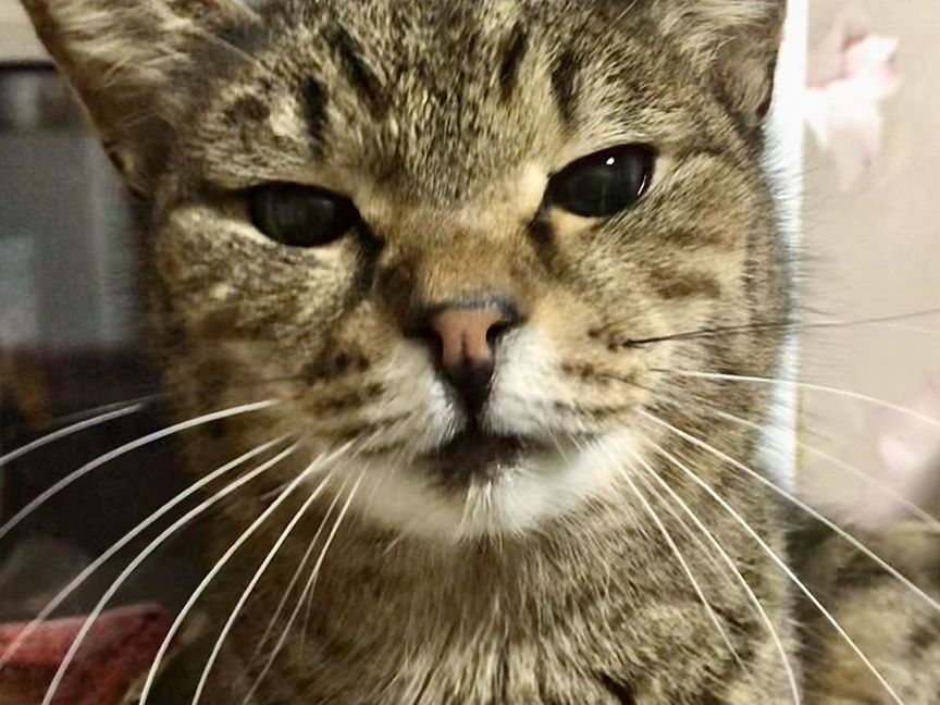 Отдам кота в добрые руки