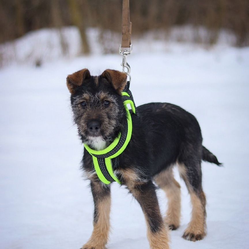 Щенок в добрые руки бесплатно