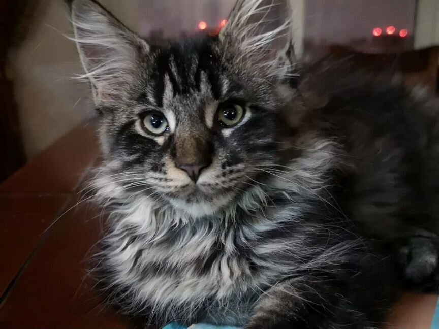 Котёнок мейн-кун