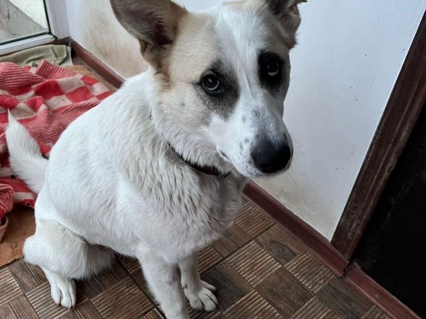 Собака в добрые руки отдам бесплатно