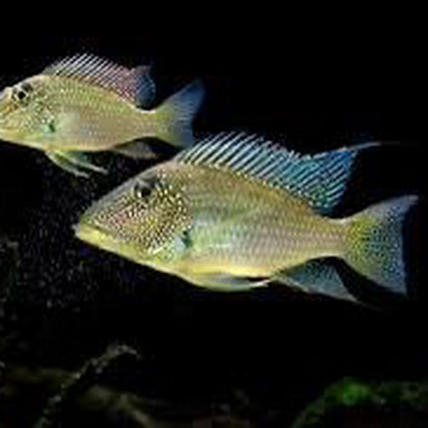 Сатаноперка леукостикос