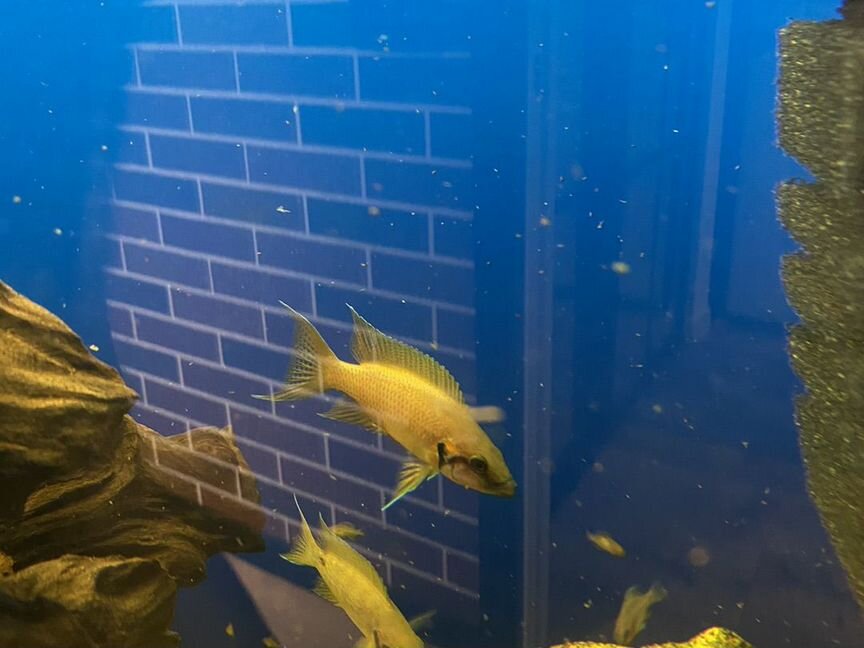 Неолампрологус гелиантус