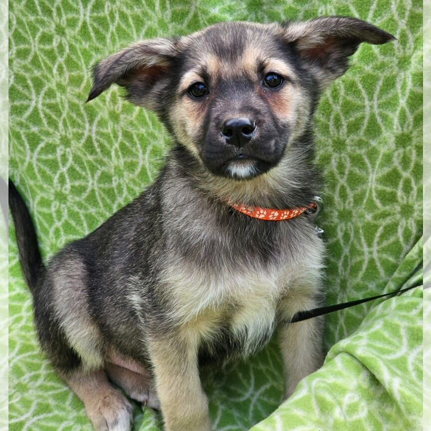 Щенок в добрые руки