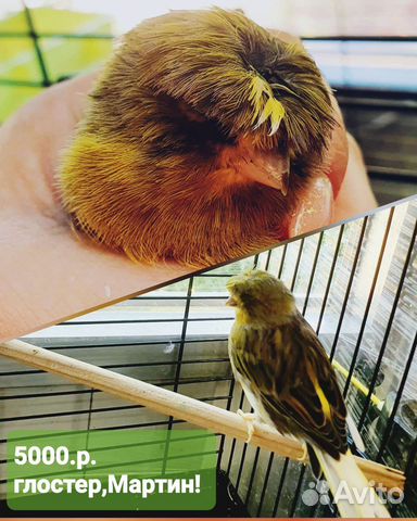 Глостер,кенар