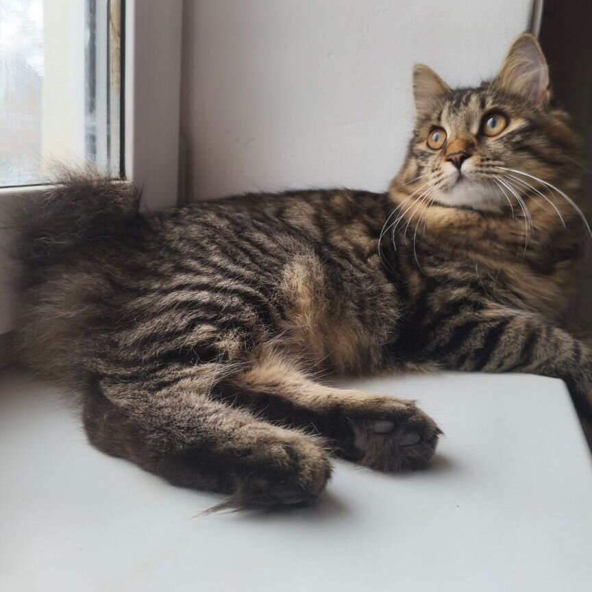 Курильский бобтейл длинношёрстный котёнок