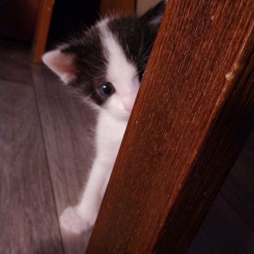 Котята отдам в добрые руки бесплатно