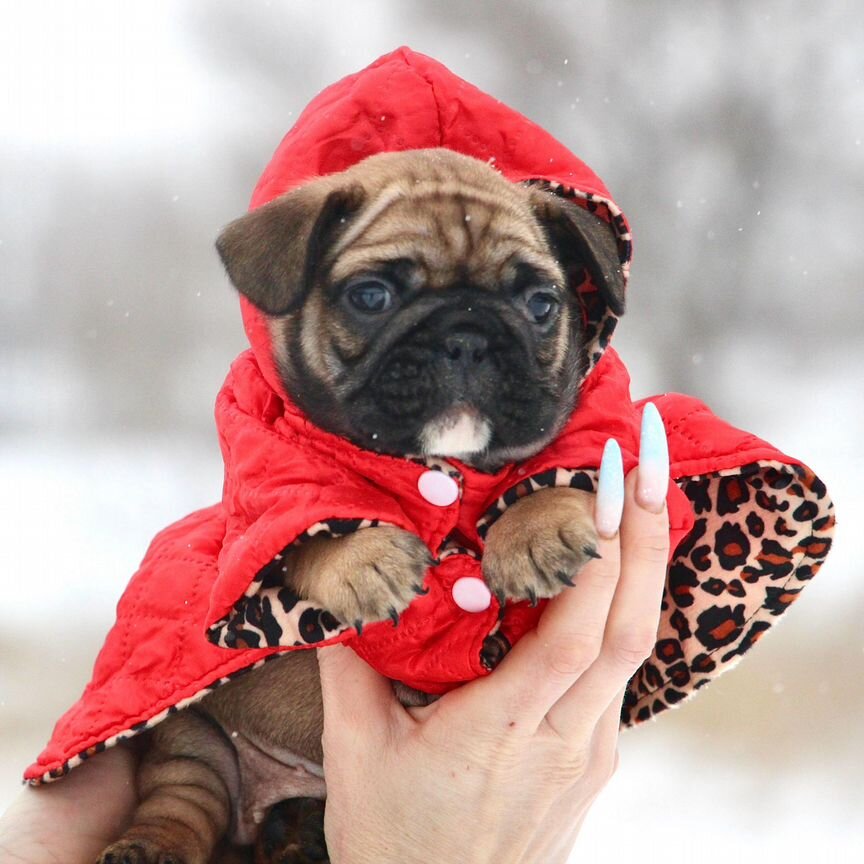 Французский бульдог щенки