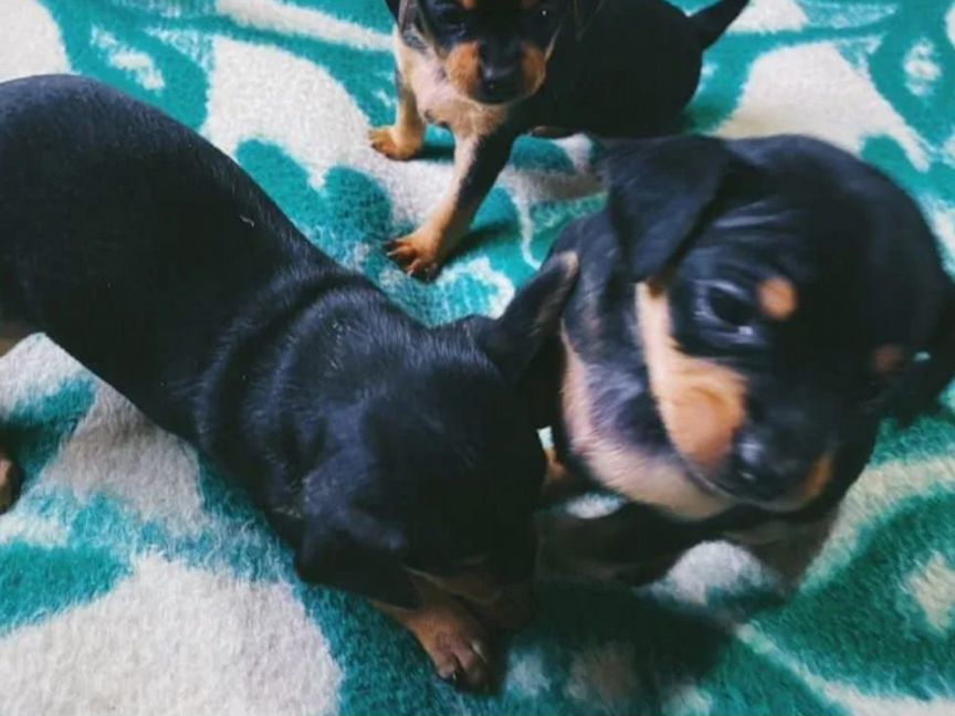 Щенки мини той-терьера