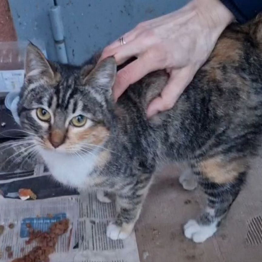 Взрослая, кошка в добрые руки