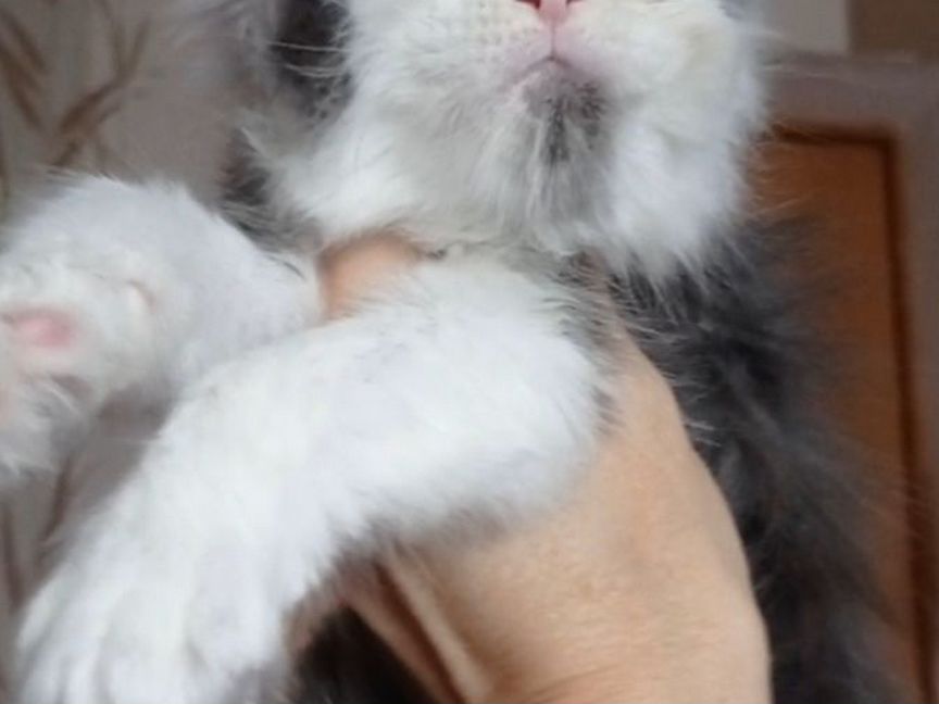Котята мейн-кун