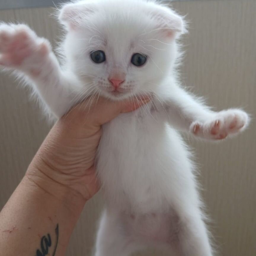 Кошечка ищет дом