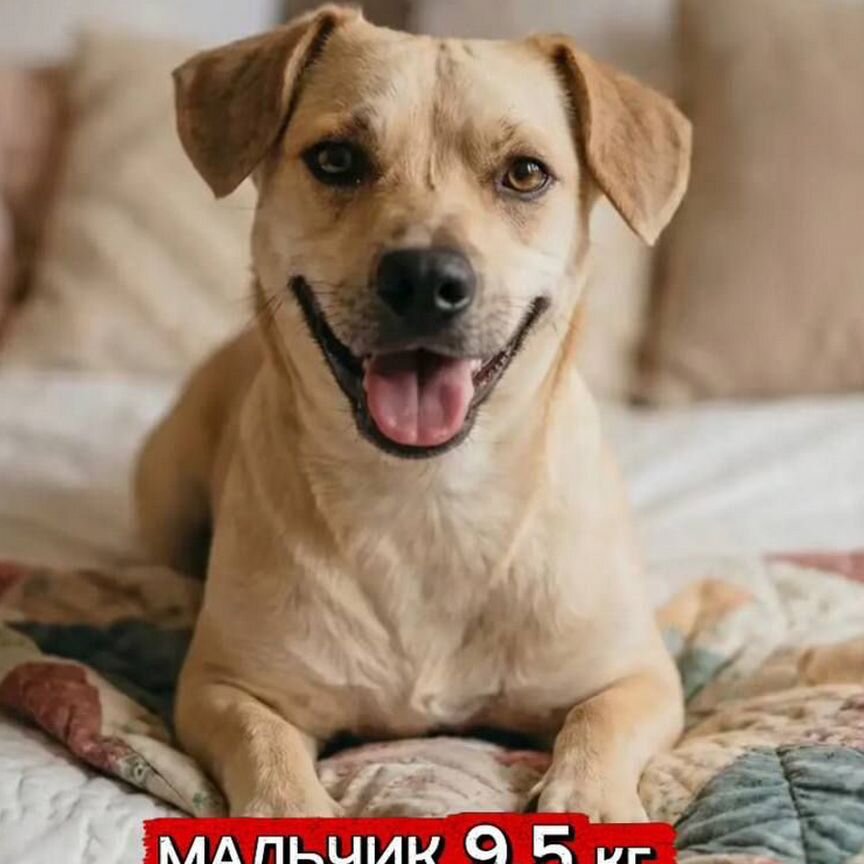 Взрослый пёс в добрые руки