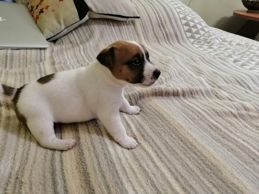 Щенки джек Рассел терьер