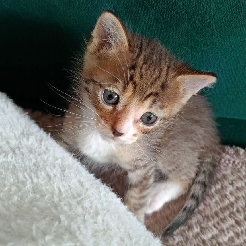 Котята