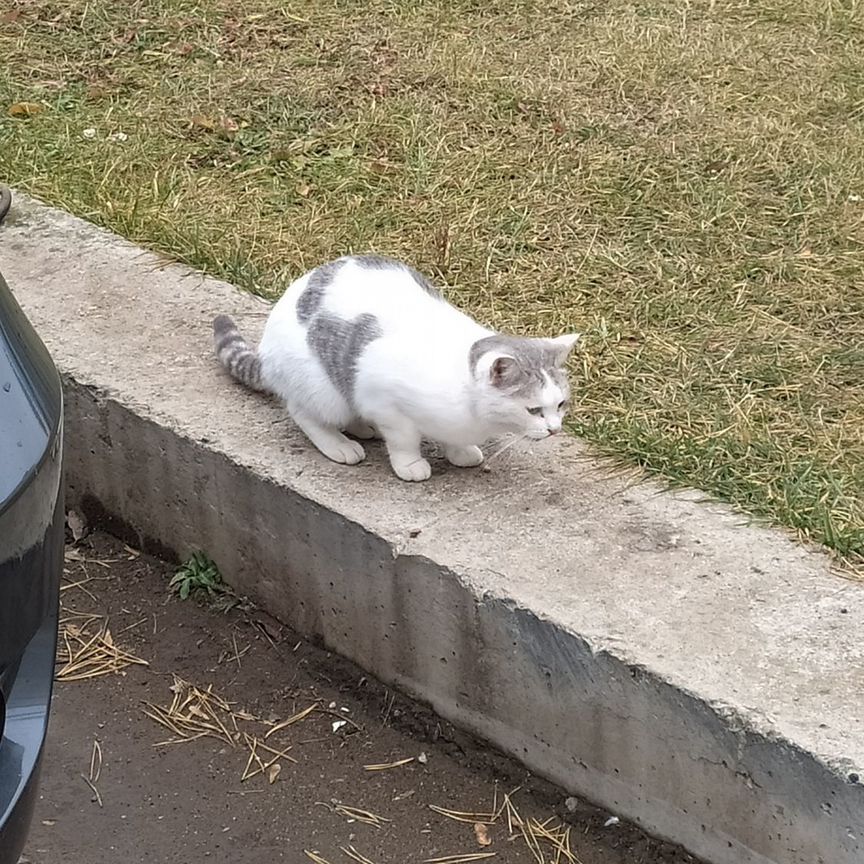 Кошечка милашка в добрые руки
