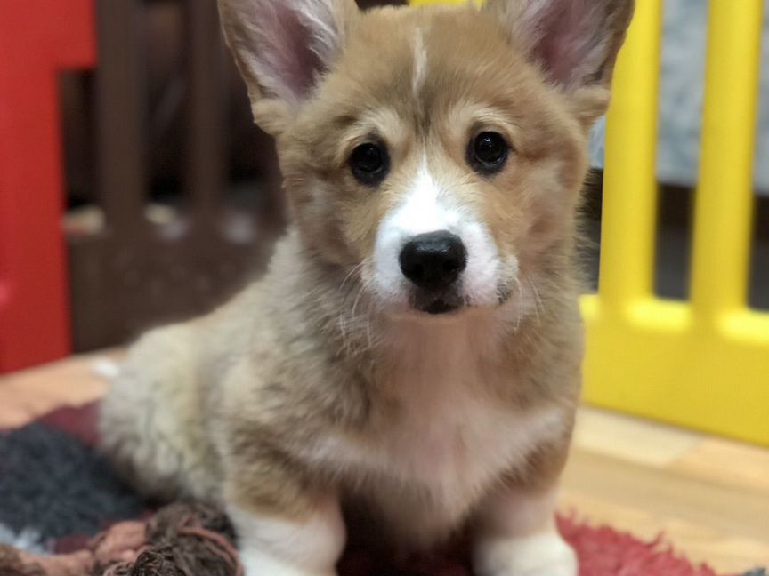 Мальчик-красавчик Вельш Корги Пемброк