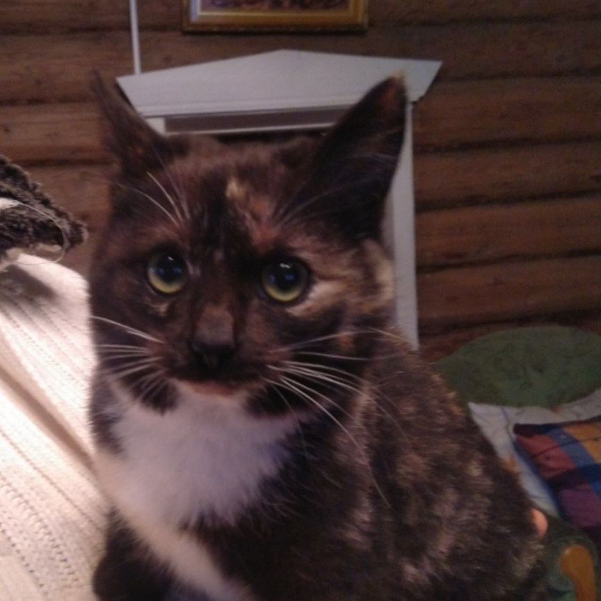 Котенок девочка в добрые руки