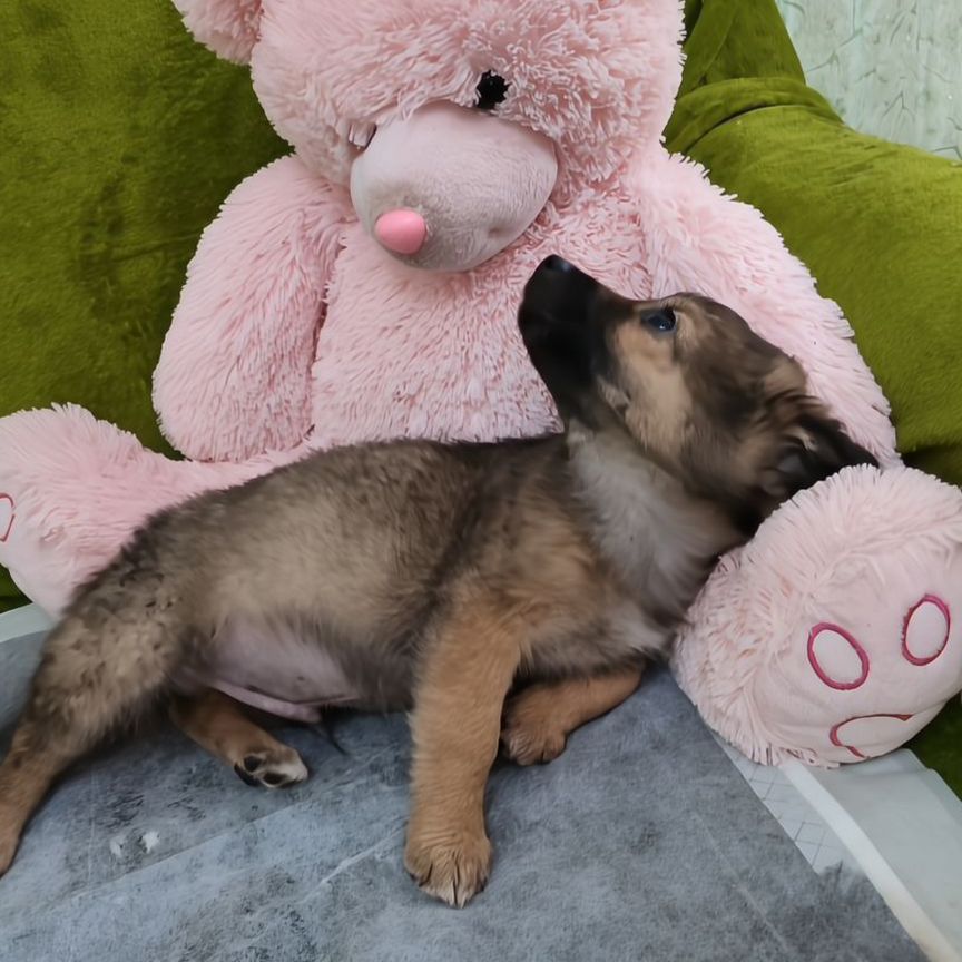 Щенок в добрые руки