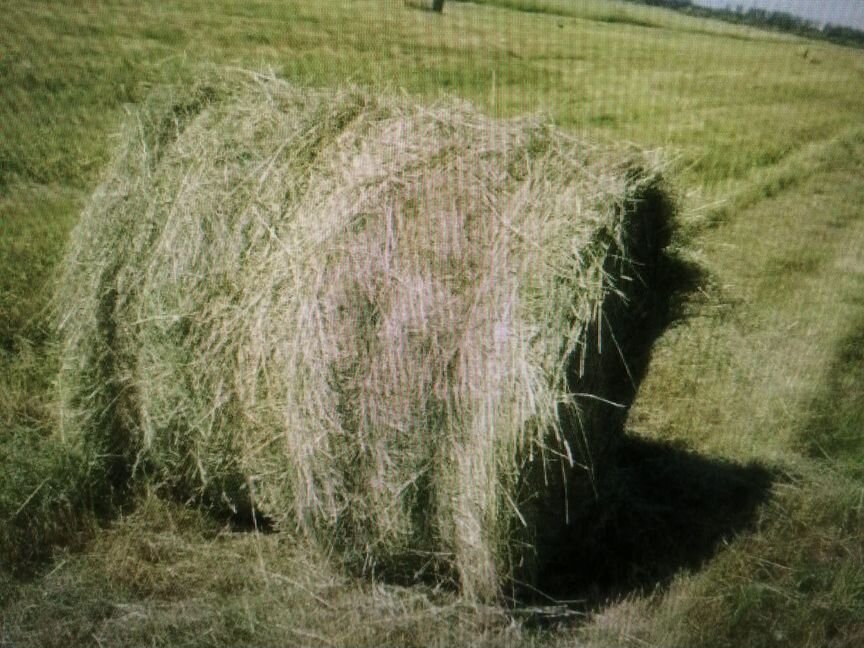 Сено луговое отборное 1 кг, 3 кг, 5 кг ручн сбора