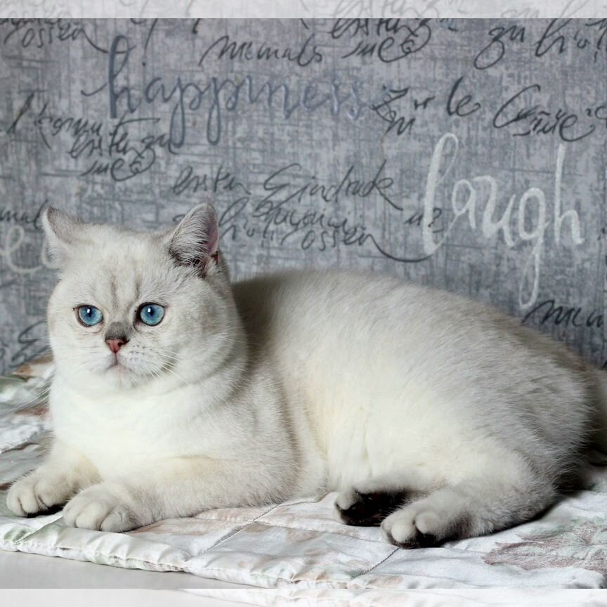 Синеглазый котик
