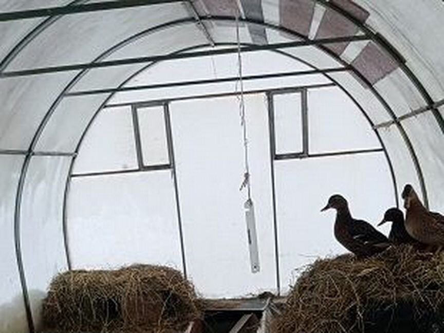 Утки подсадные для охоты