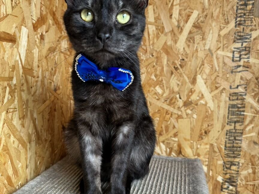 Самый крутой черный котик