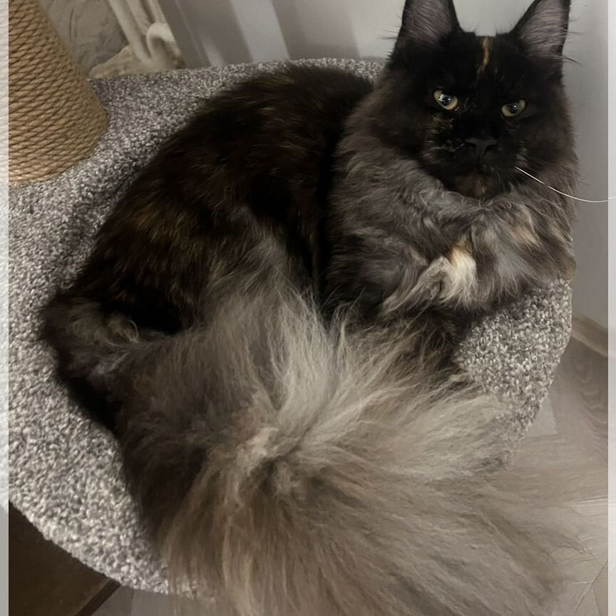 Мейн-кун котёнок