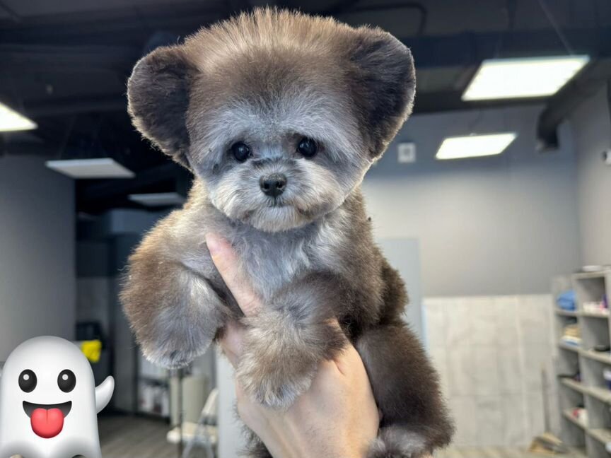 Той-пудель Мальтипу из Кореи