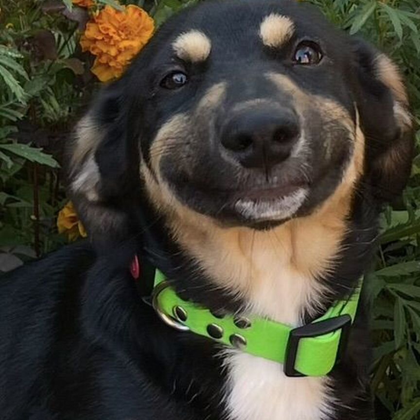 Маришка ищет хозяина и дом