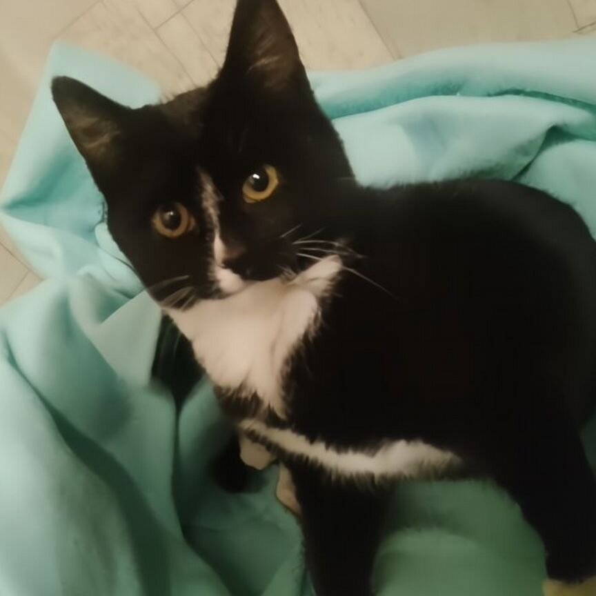 Котёнок в добрые руки