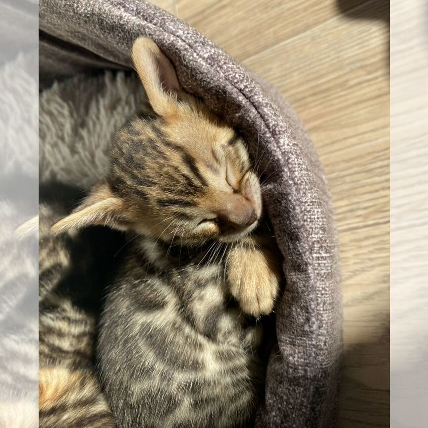 Кошечки бенгальские