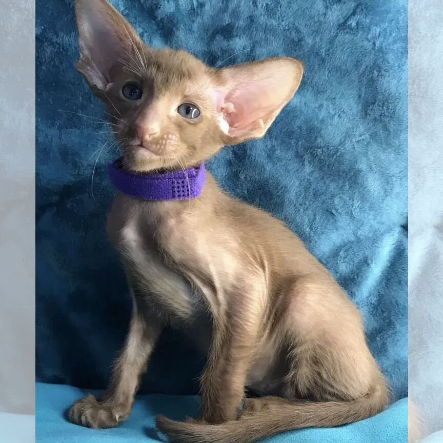 Ориентальный котёнок