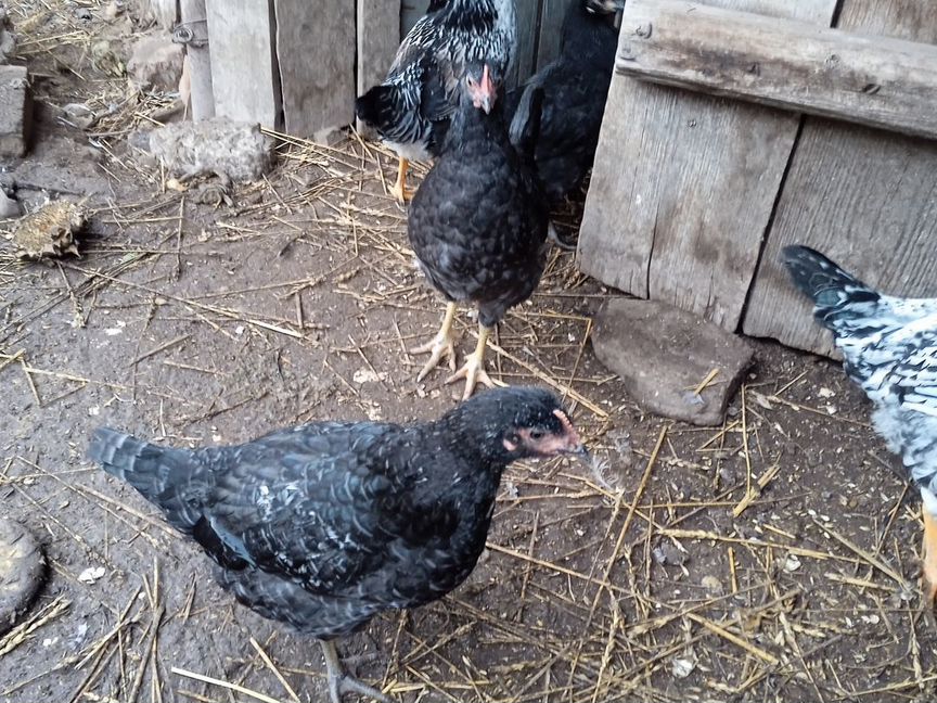 Деревенские куры молодки