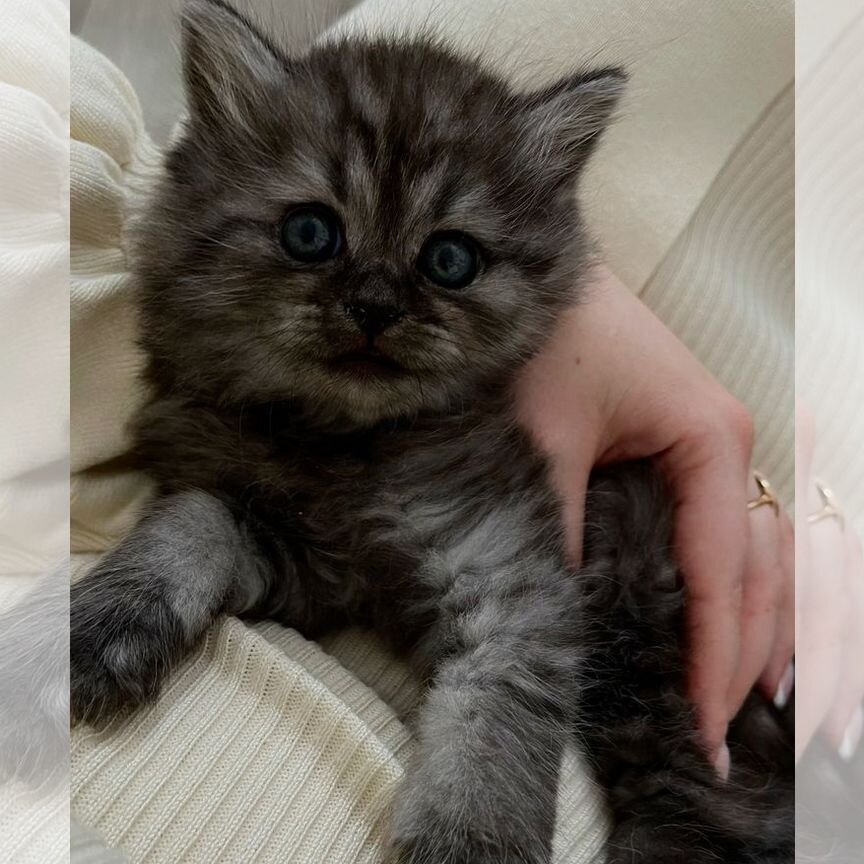 Сибирский котёнок