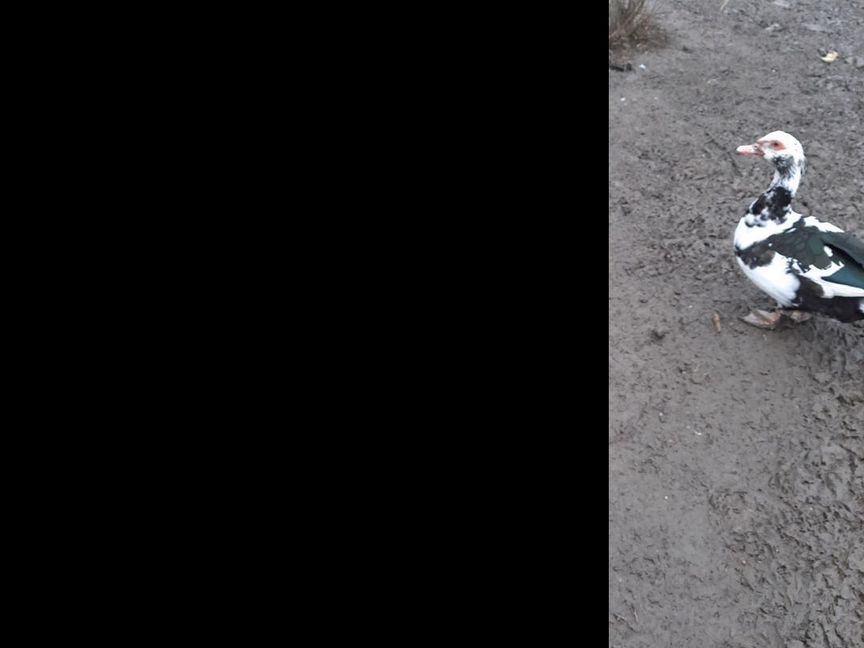 Мускусные утки