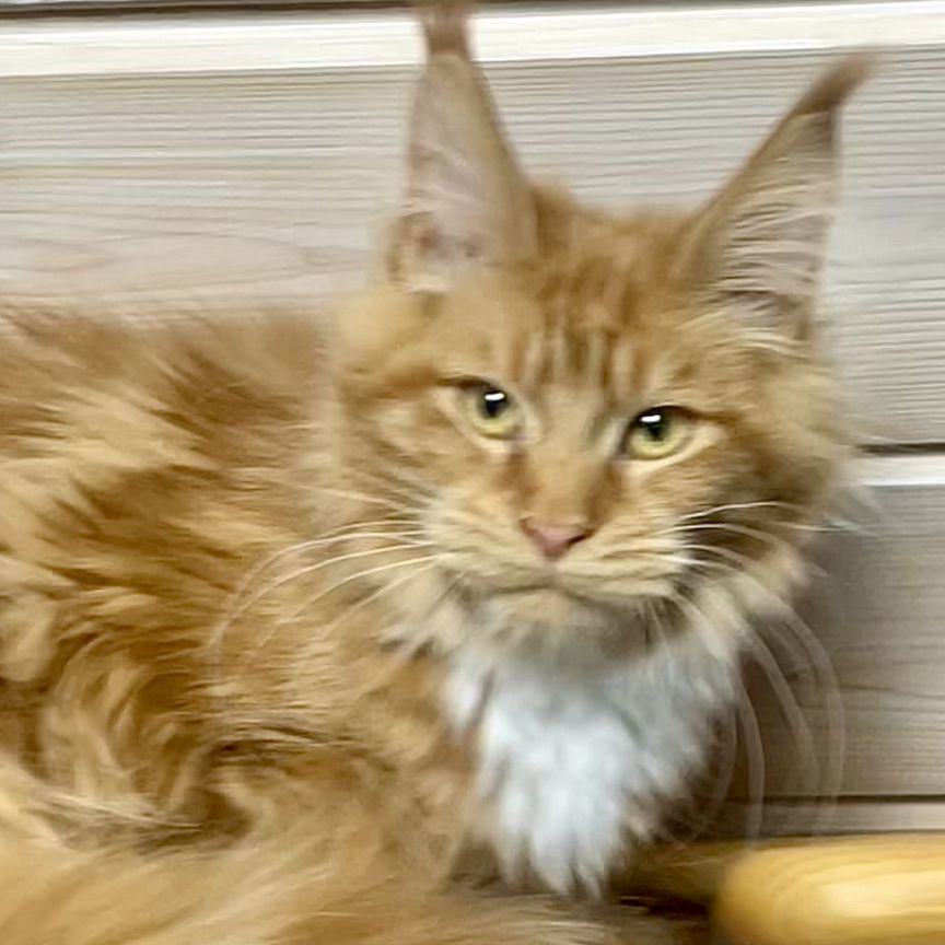 Мейн-кун котёнок