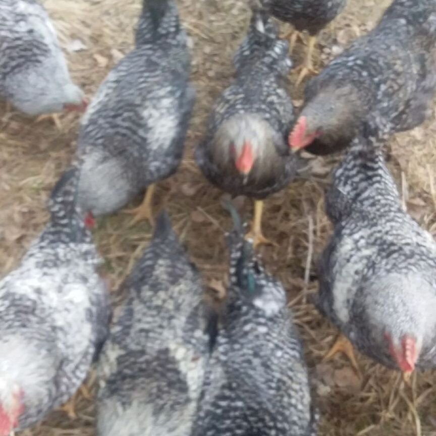 Петушки 4 месяцев