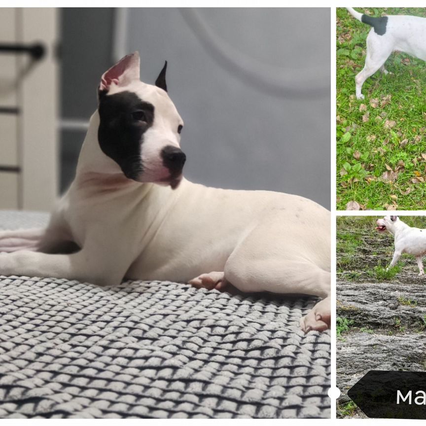 Американский стаффордширский терьер, щенок