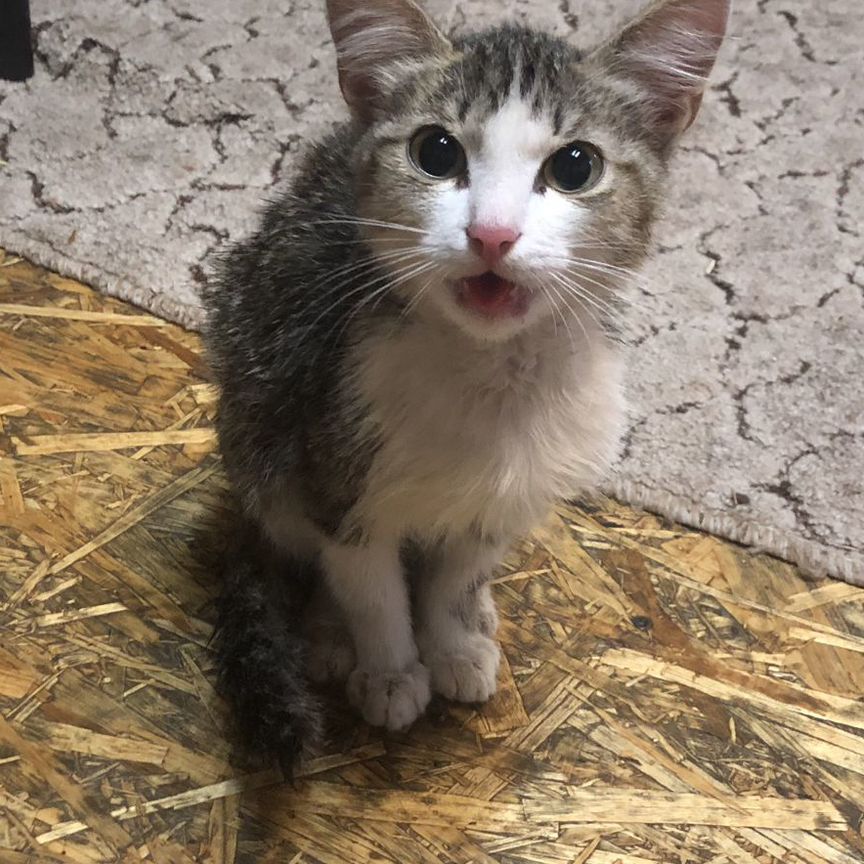 Котёнок в добрые руки