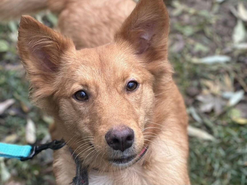 Собака в добрые руки