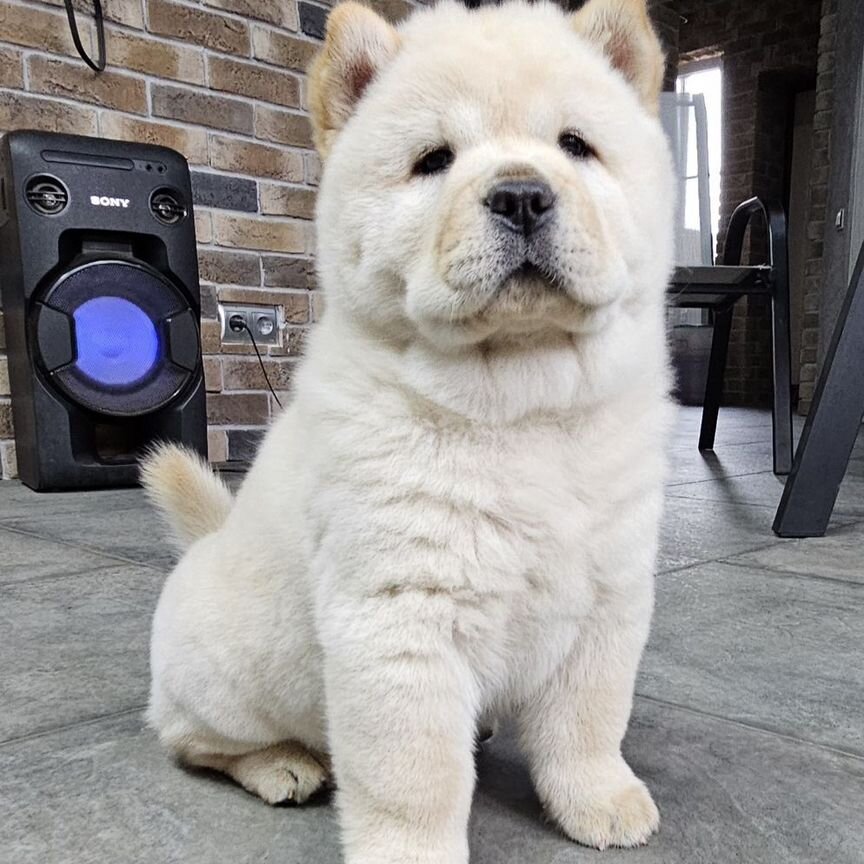 Девчушечка чау-чау смуф